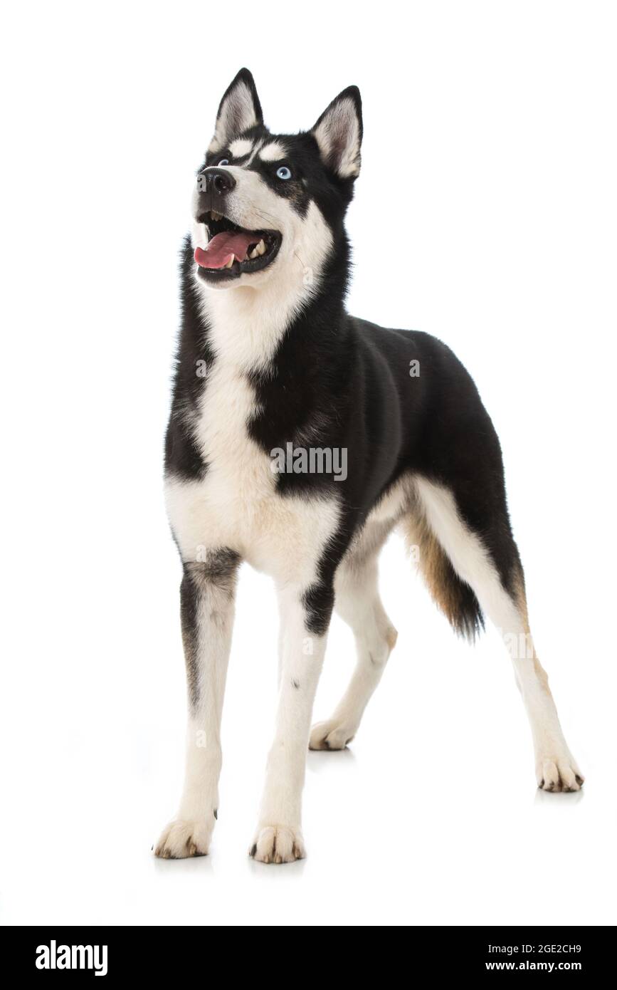 Husky dog isolated on white background Stock Photo - Alamy