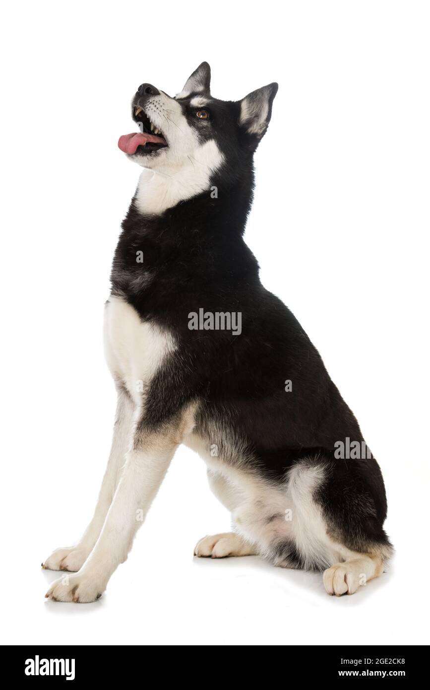 Husky dog isolated on white background Stock Photo - Alamy