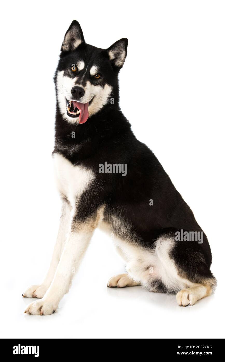 Husky dog isolated on white background Stock Photo - Alamy