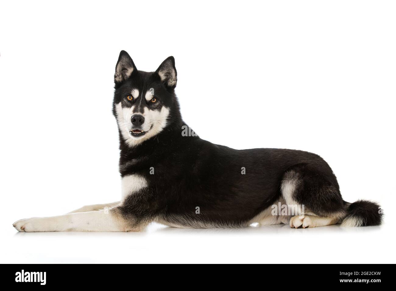 Husky dog isolated on white background Stock Photo - Alamy