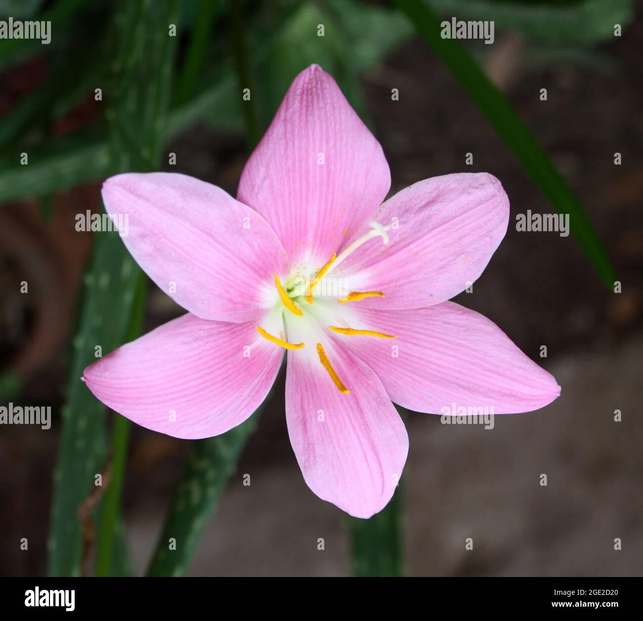 Pink Rain lily (Zephyranthes rosea) they are light pink in colour Stock ...