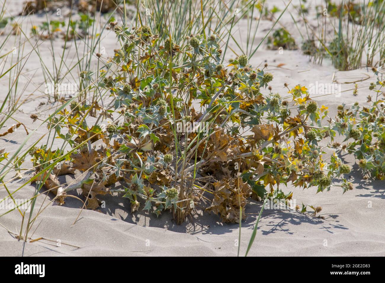 Thorn bush in wild sea beach Stock Photo - Alamy