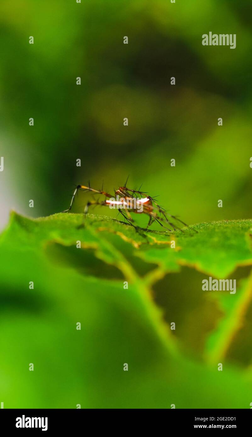 Lynx spider (Oxyopidae) sitting on a green leaf. Oxyopes Shweta is a ...