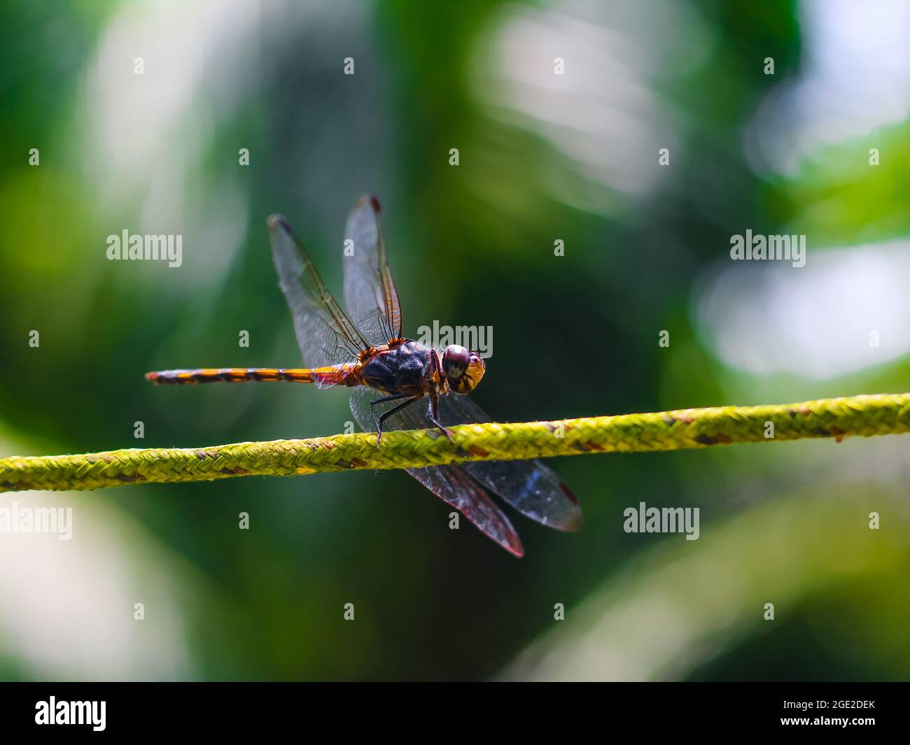 Beautiful nature scene dragonfly. Dragonflies in the natural habitat ...