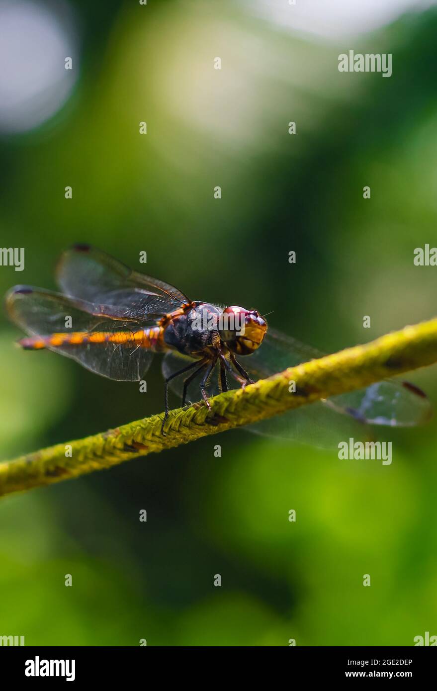 Beautiful nature scene dragonfly. Dragonflies in the natural habitat ...
