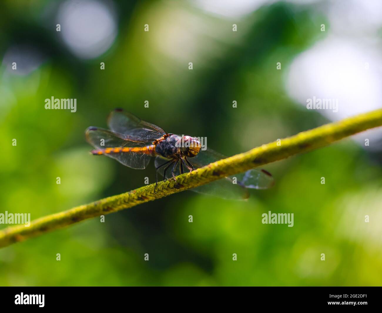 Beautiful nature scene dragonfly. Dragonflies in the natural habitat ...