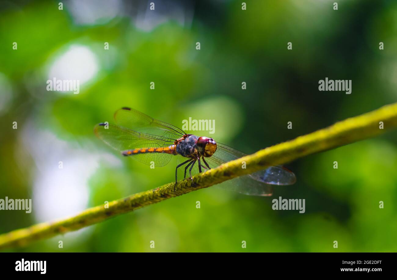 Beautiful nature scene dragonfly. Dragonflies in the natural habitat ...