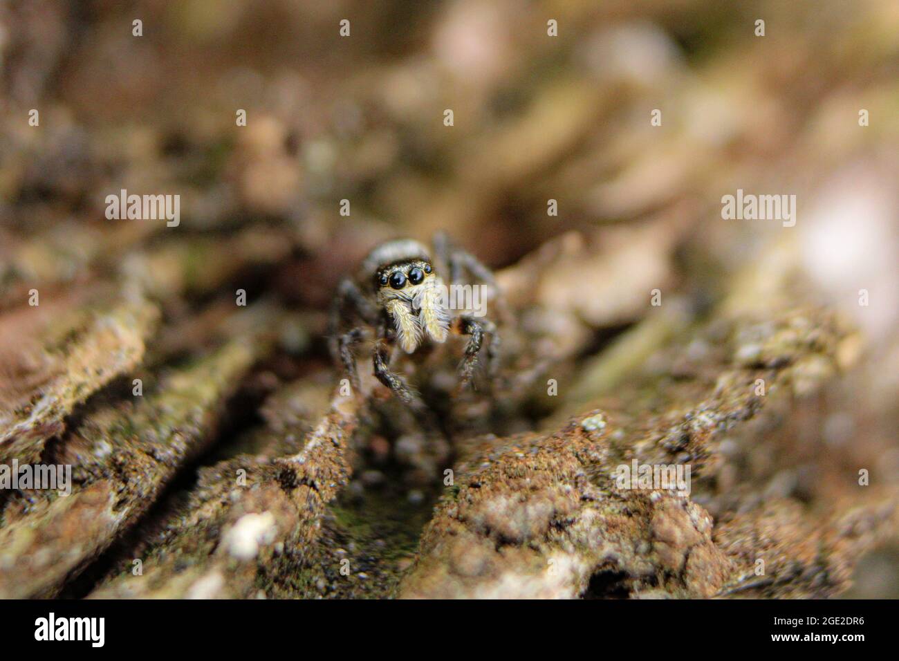 A Walk in Nature, a jumping spider looking right at you Stock Photo - Alamy