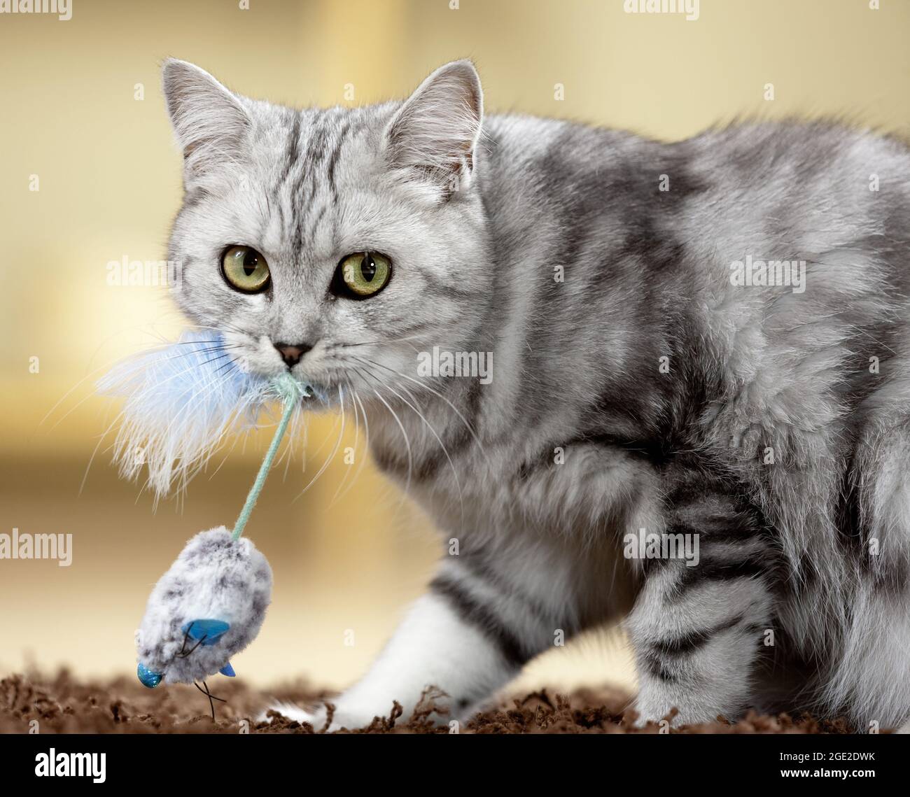 British Shorthair. Tabby adult playing with mouse toy. Germany Stock ...