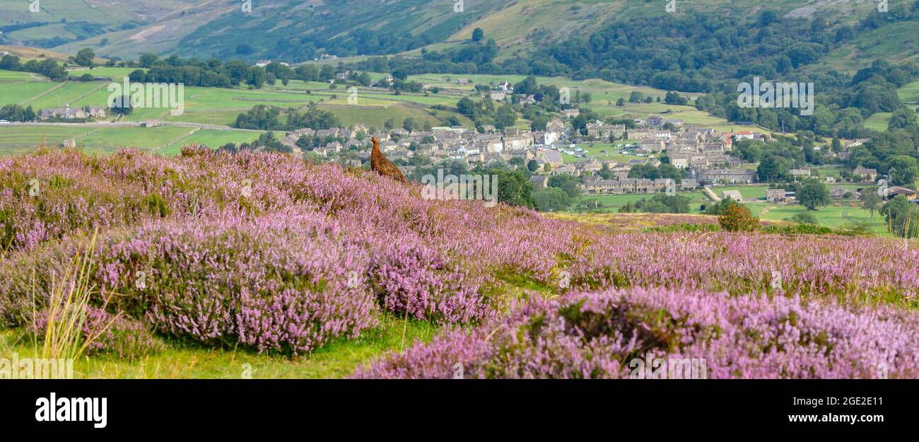 Known as the glorious 12th hi-res stock photography and images - Alamy