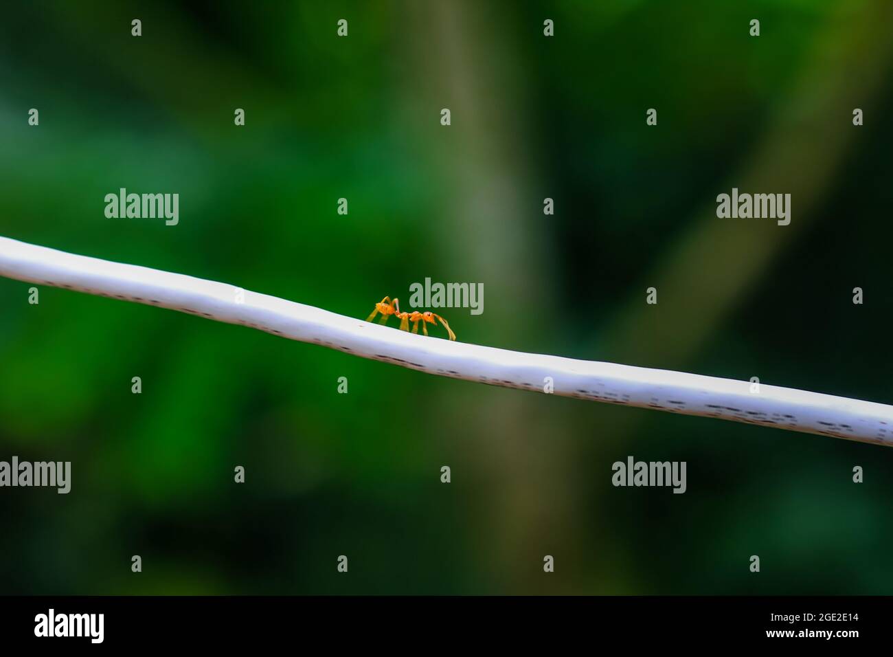 Shot near the red ant, climb the rope. Ants on rope blur background ...