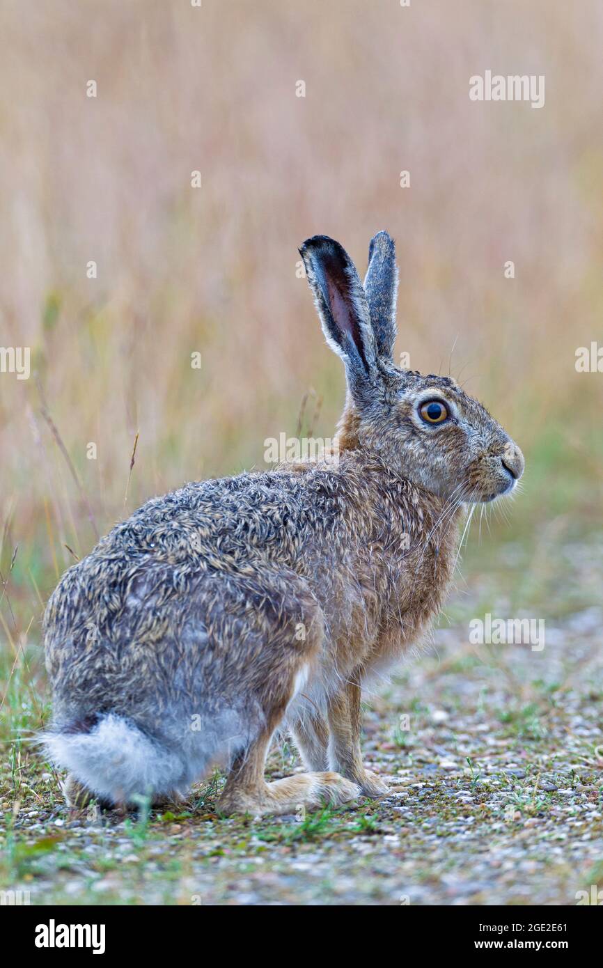 European Brown Hare (Lepus europaeus) on a path. Germany Stock Photo ...