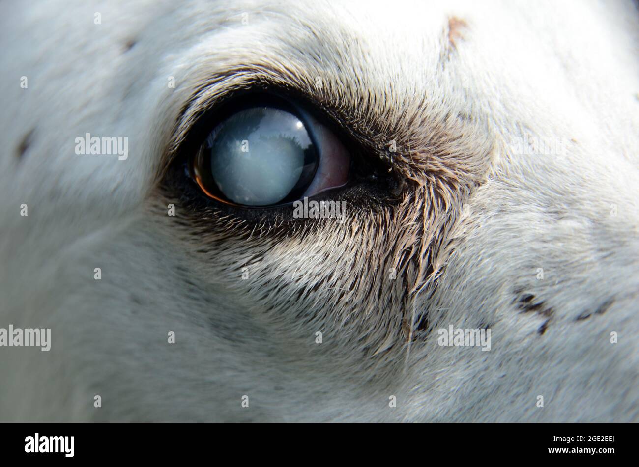 What Can I Do If My Dog Has Cataracts