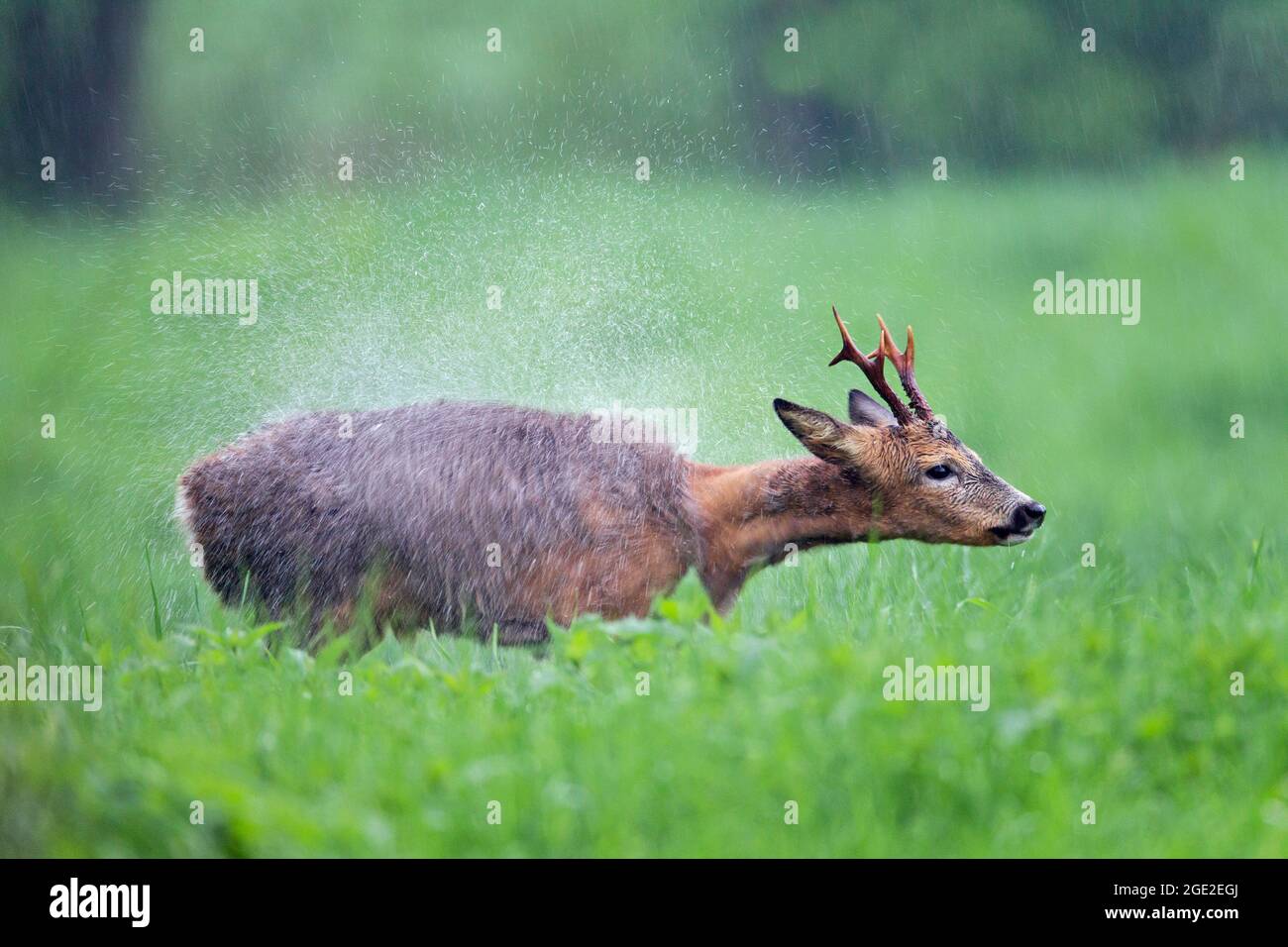 Western Roe Deer (Capreolus capreolus). Roebuck stands in pouring rain ...