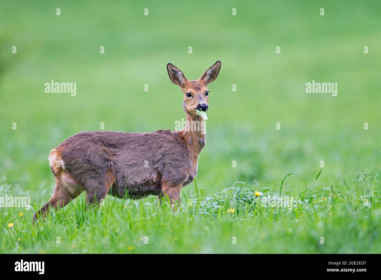 Western Roe Deer (Capreolus capreolus). Pregnant doe in rain, browsing ...