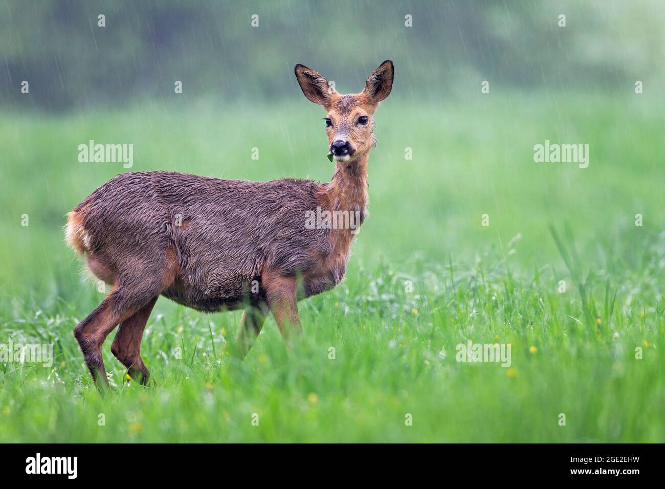 Western Roe Deer (Capreolus capreolus). Pregnant doe in rain, standing ...