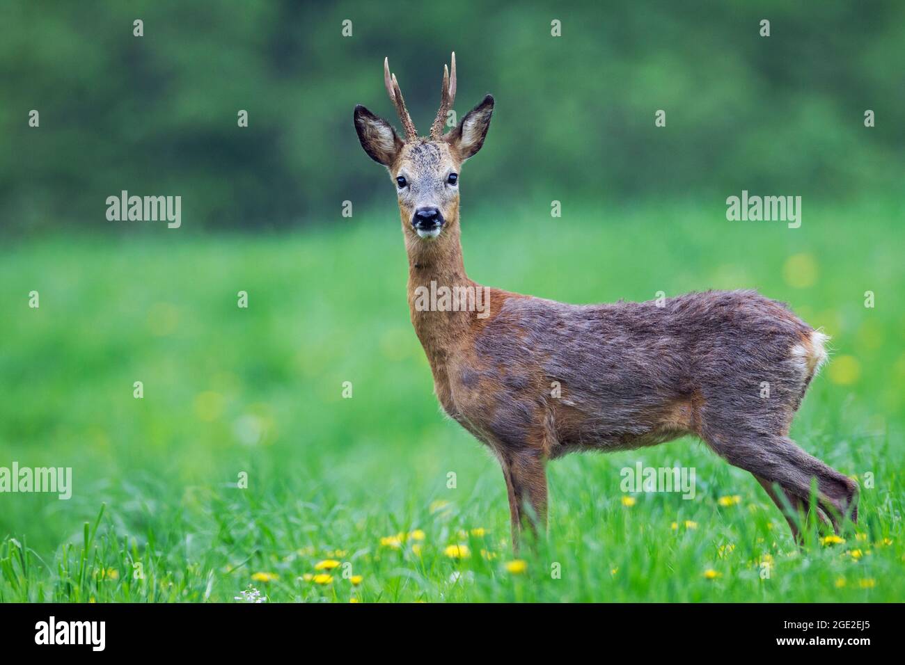Western Roe Deer (Capreolus capreolus). Roebuck changing its coat ...