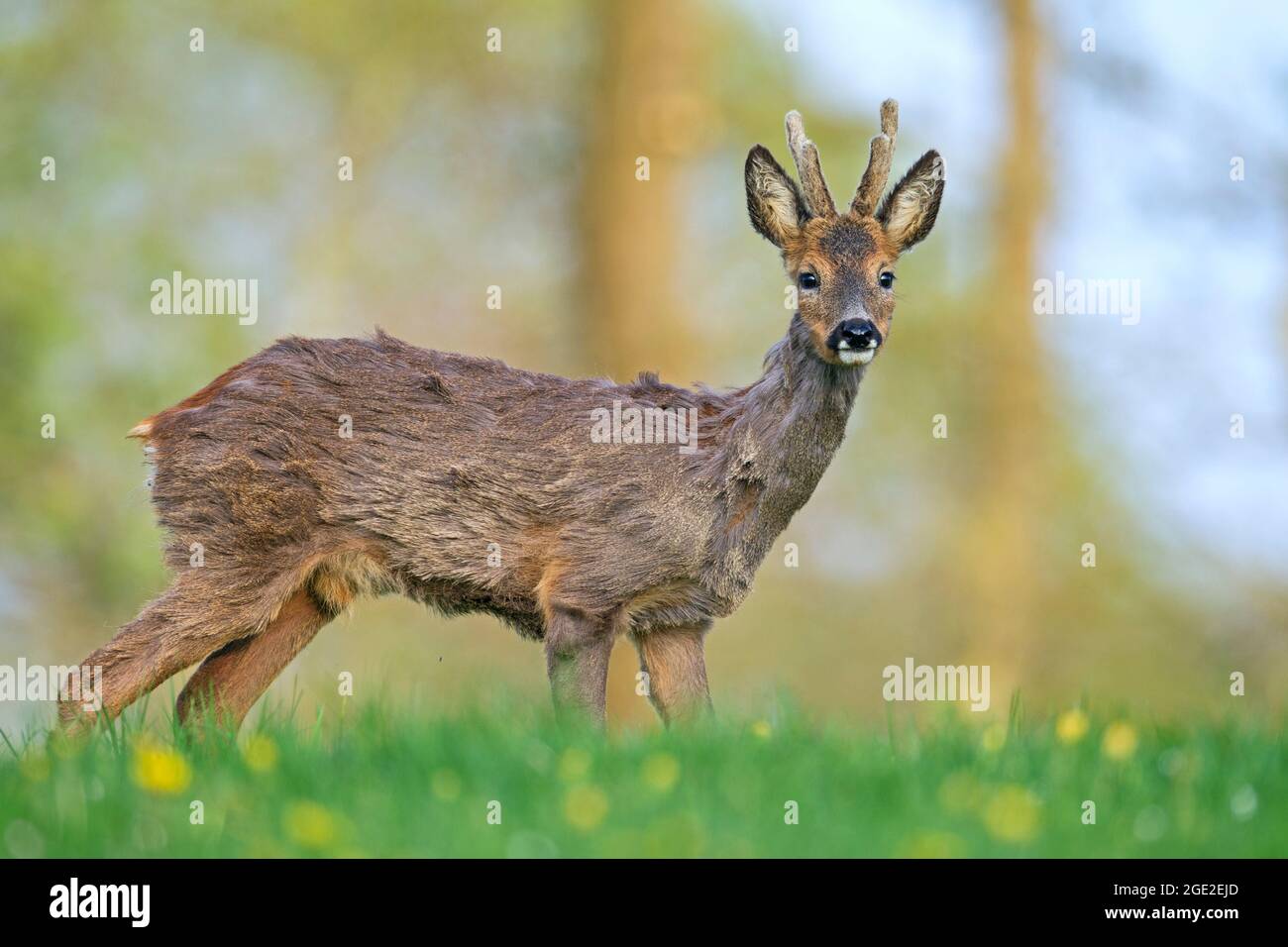 Western Roe Deer (Capreolus capreolus). A juvenile roebuck changing its ...