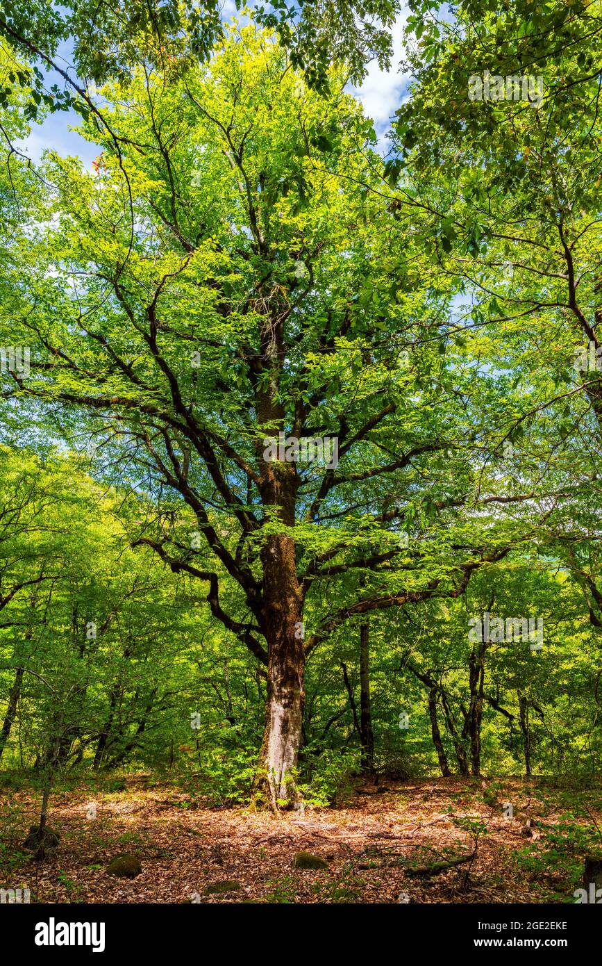 Tall old tree hi-res stock photography and images - Alamy