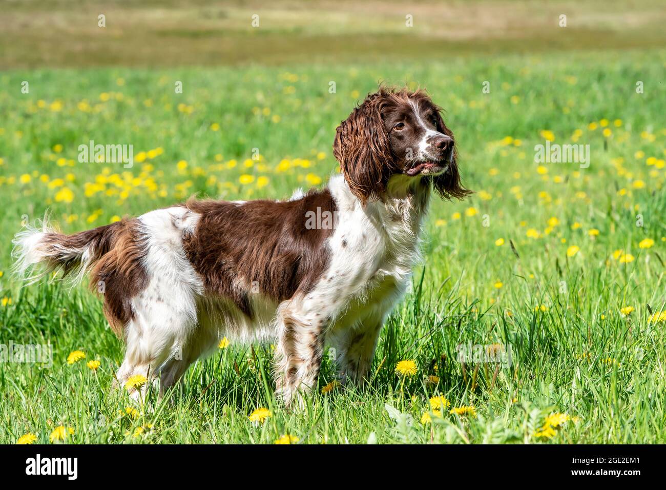 Springer nature germany hi-res stock photography and images - Alamy