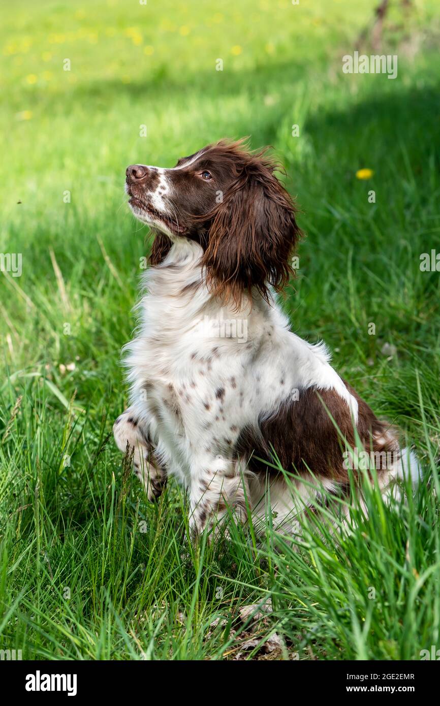 English Springer Spaniel sitting in grass. Germany Stock Photo - Alamy