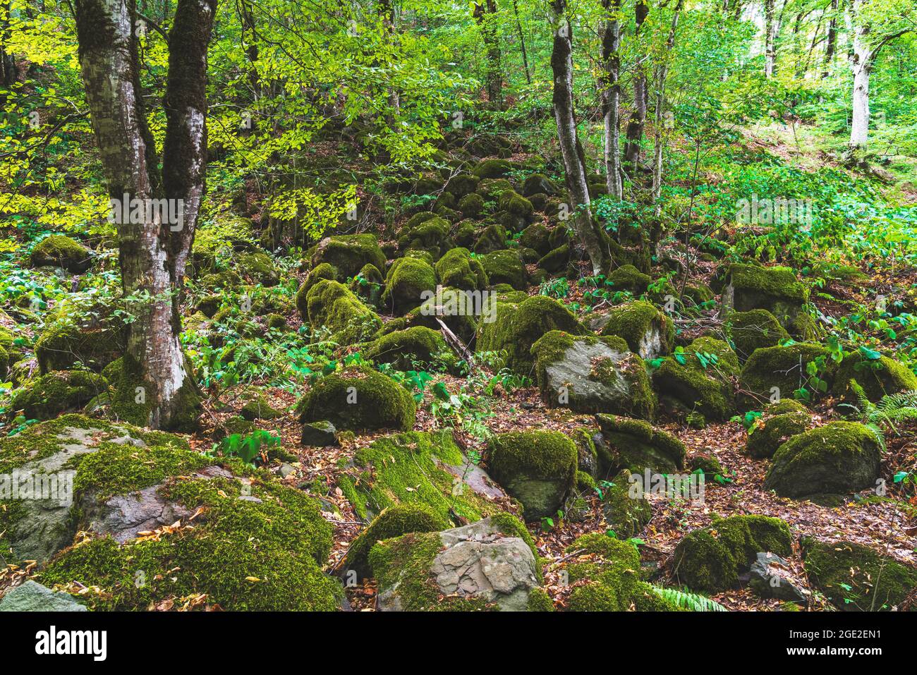 Boulders overgrown with moss in the forest Stock Photo - Alamy