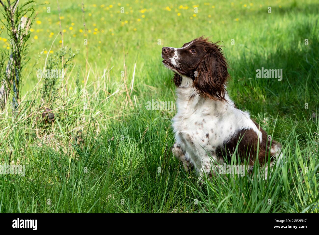 English Springer Spaniel sitting in grass. Germany Stock Photo - Alamy