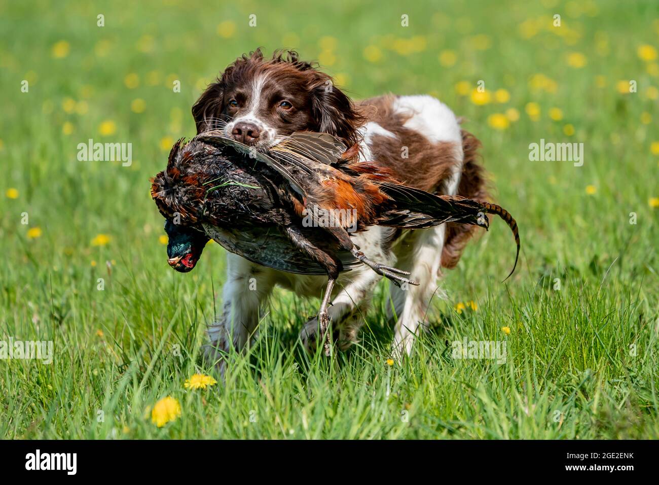 English springer retrieving bird adult hi-res stock photography and ...