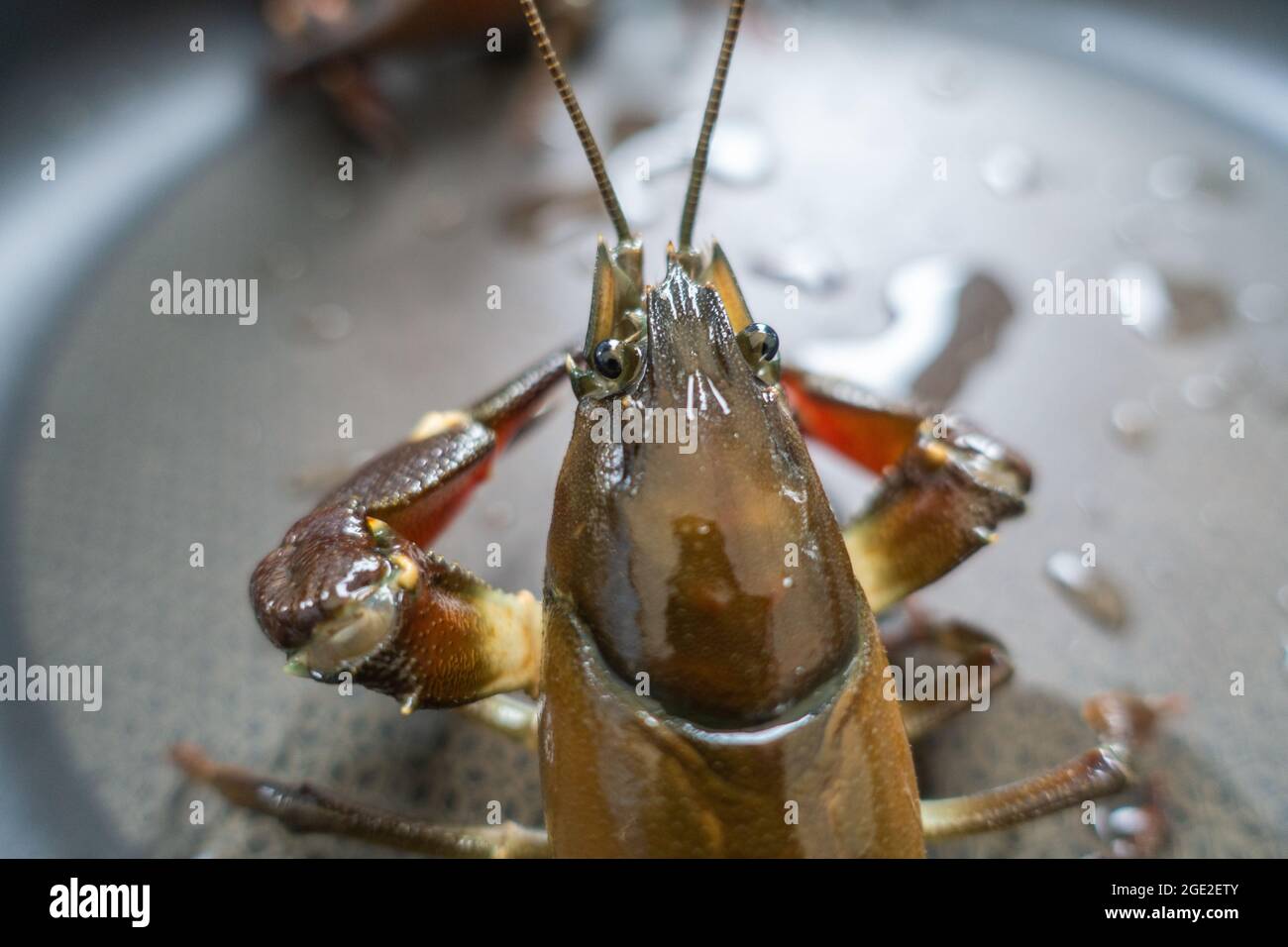 American Signal crayfish, Pacifastacus leniusculus, an Invasive Species ...