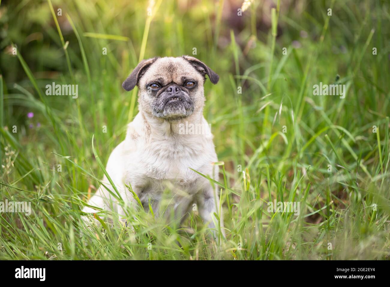 Adult male sitting in hi-res stock photography and images - Alamy