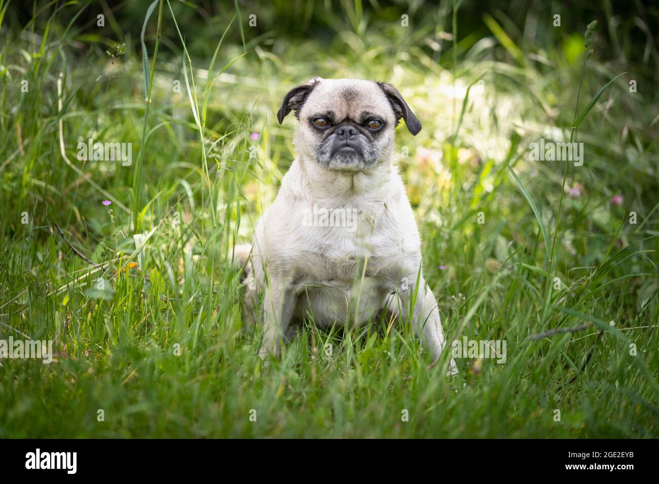 Adult male sitting in hi-res stock photography and images - Alamy
