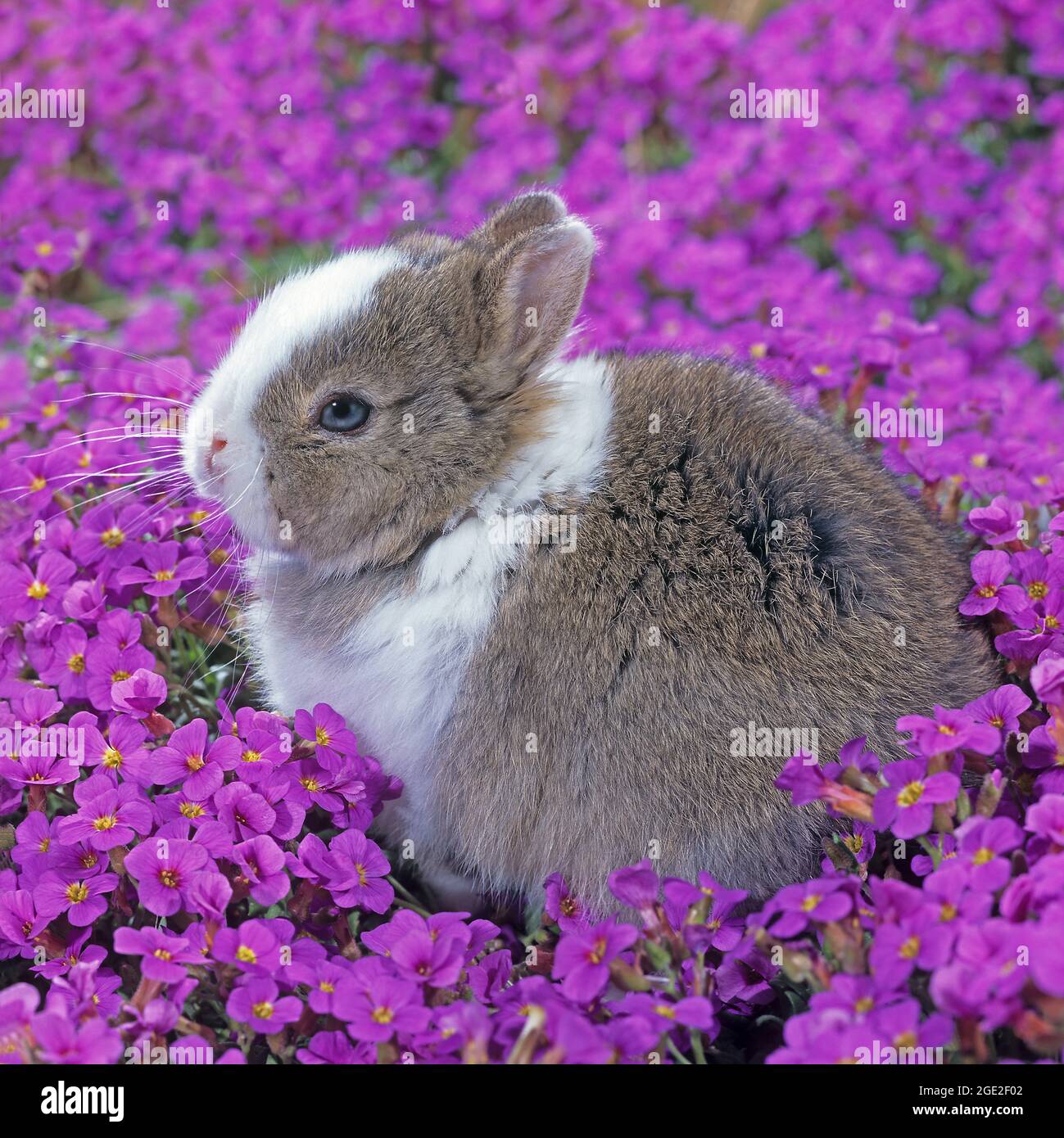Dwarf Rabbit. Young dwarf rabbit in flowering Rock Cress (Aubrieta sp ...