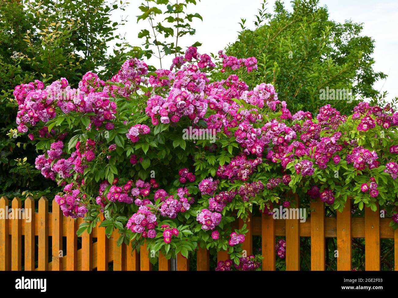 blooming climbing roses over a garden fence Stock Photo - Alamy