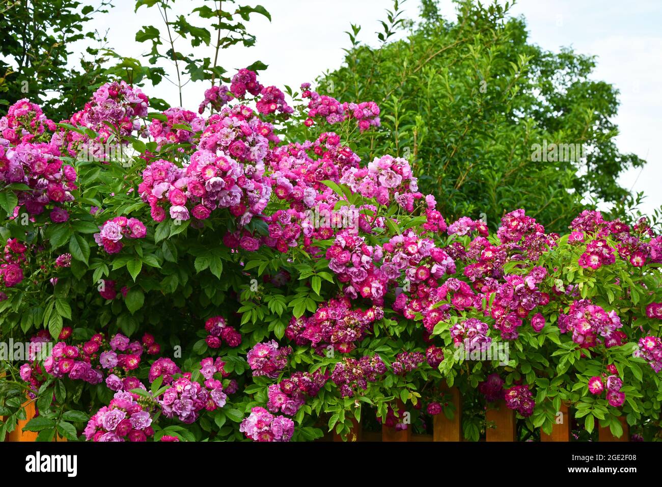 blooming climbing roses over a garden fence Stock Photo - Alamy