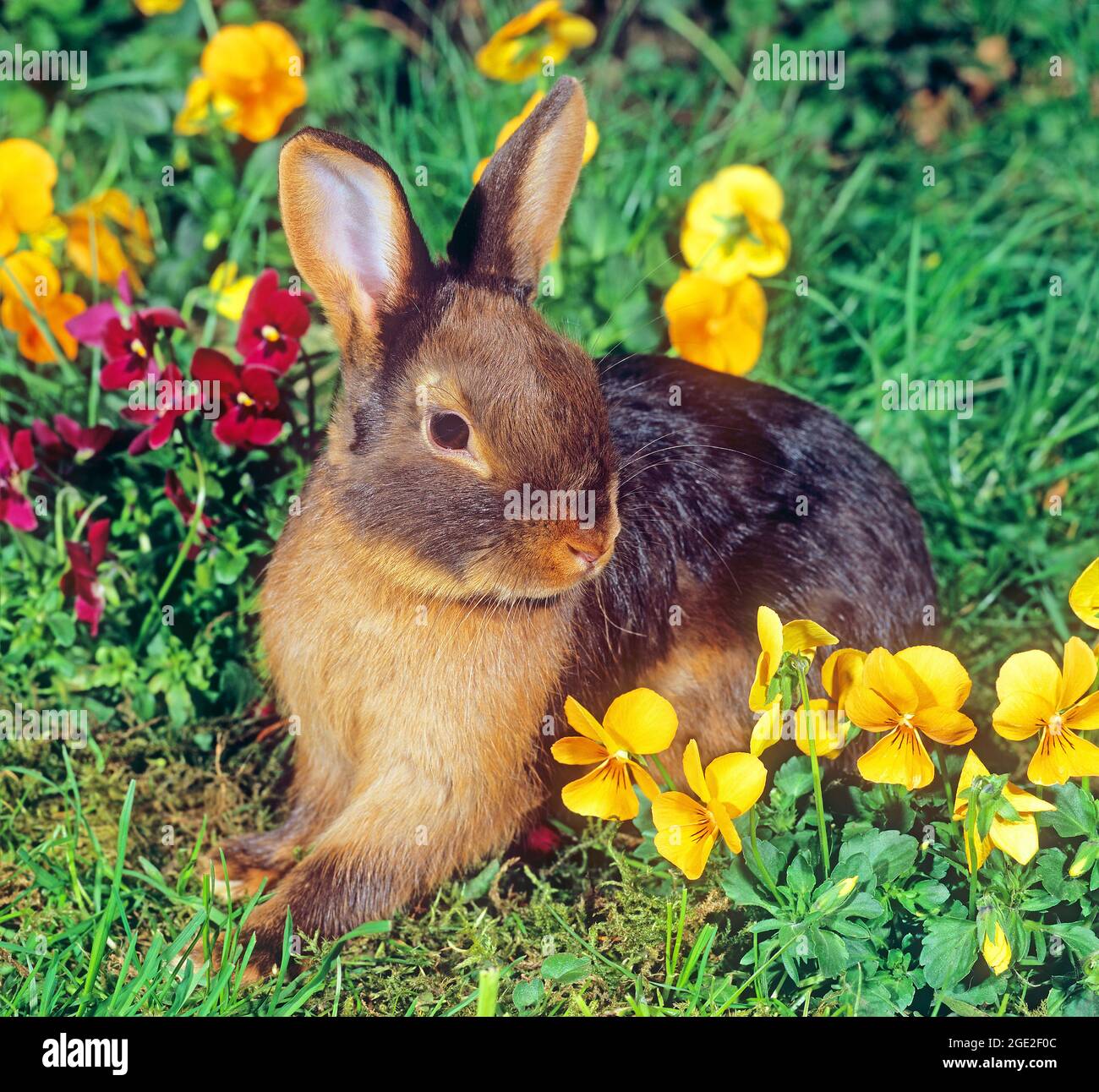 Dwarf Rabbit. A brown tan-colored dwarf rabbit sits in a garden meadow ...