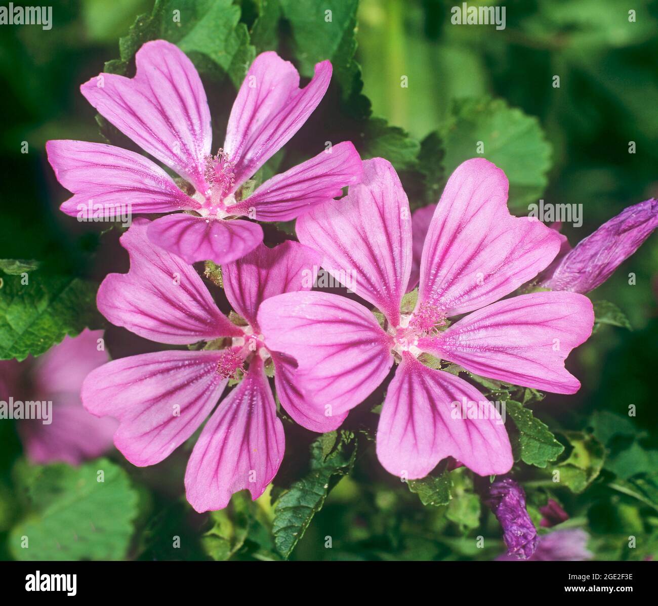 Blue mallow hi-res stock photography and images - Alamy