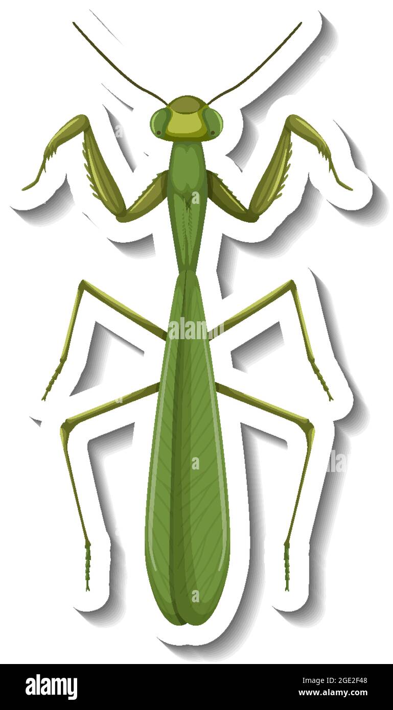 A sticker template with top view of a mantis isolated illustration ...