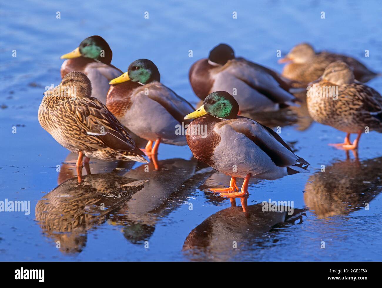 Adult Male Mallard Standing On High Resolution Stock Photography and ...