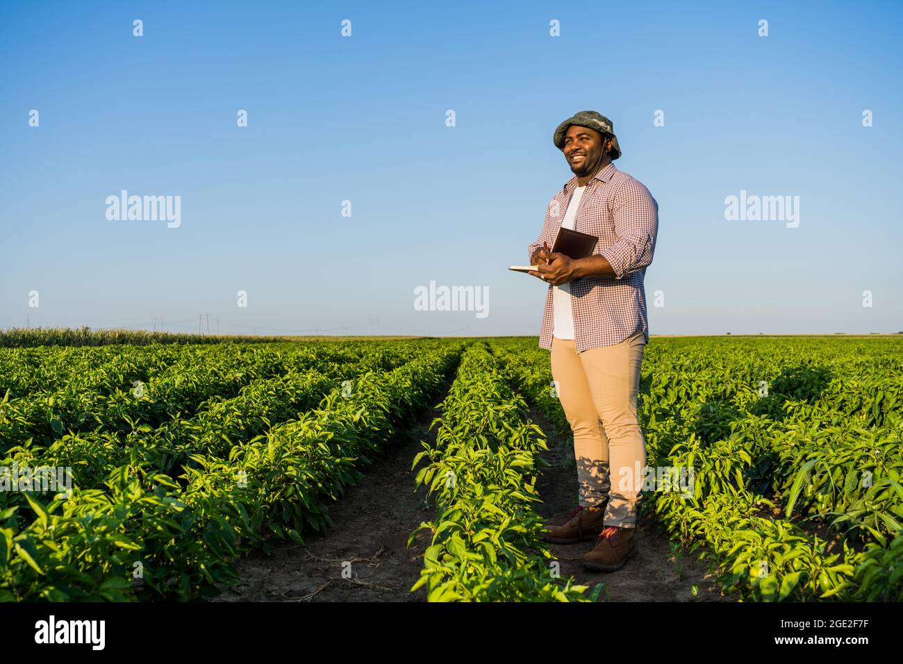 Chili pepper field hi-res stock photography and images - Alamy