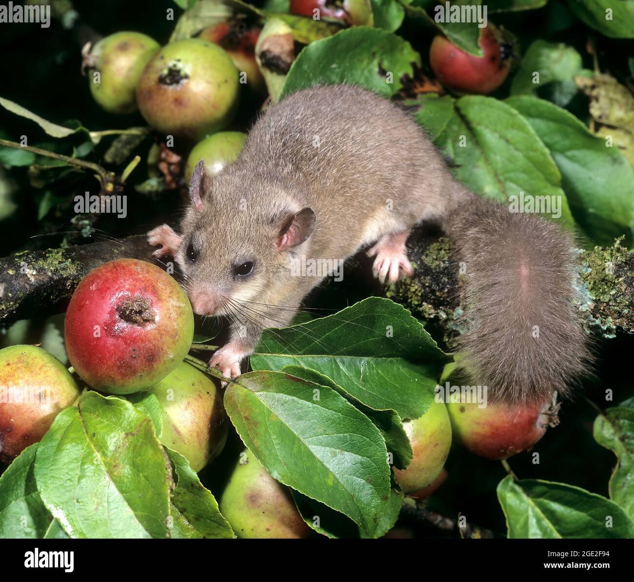 Dormouse fruit hi-res stock photography and images - Alamy