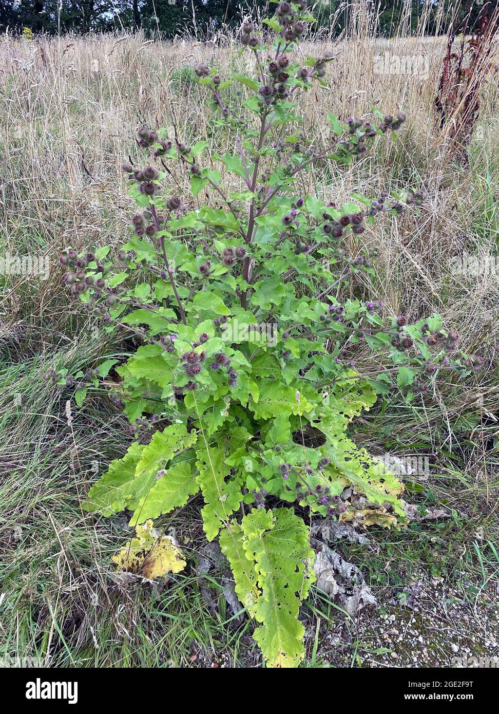 LESSER BURDOCK Arctium minus. Photo: Tony Gale Stock Photo - Alamy