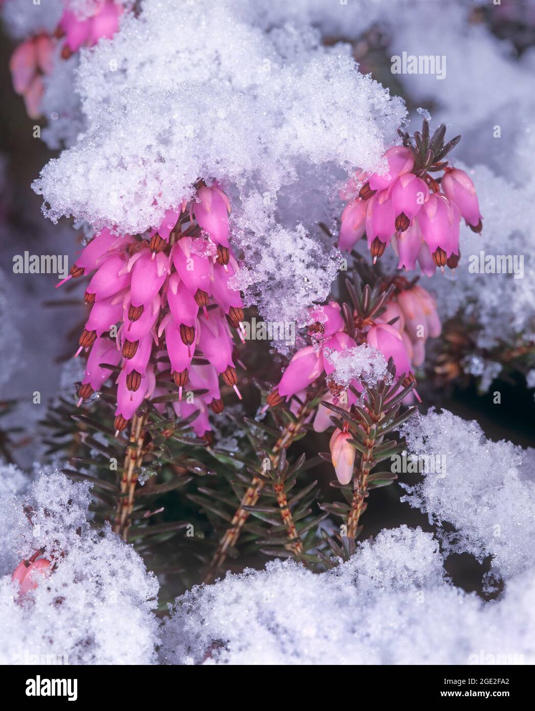 Winter Heath, Snow Heath (Erica carnea) under snow in spring. Germany ...