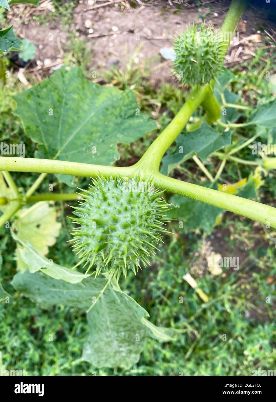 Moonflower moonflower hi-res stock photography and images - Alamy