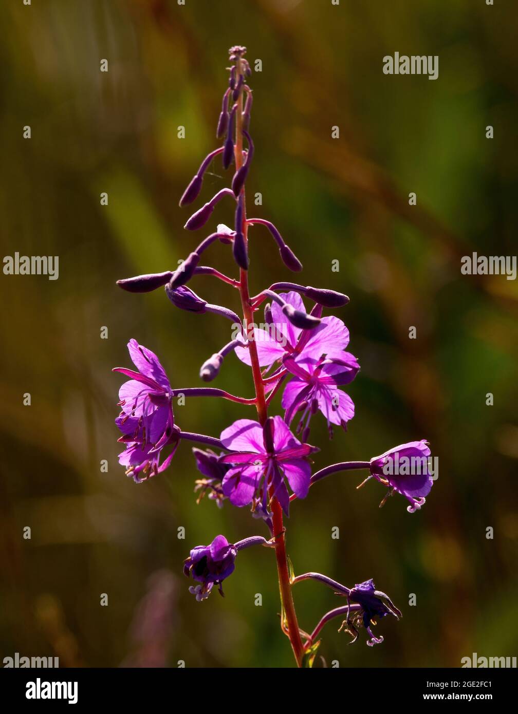 Fireweed, Chamaenerion angustifolium Stock Photo - Alamy