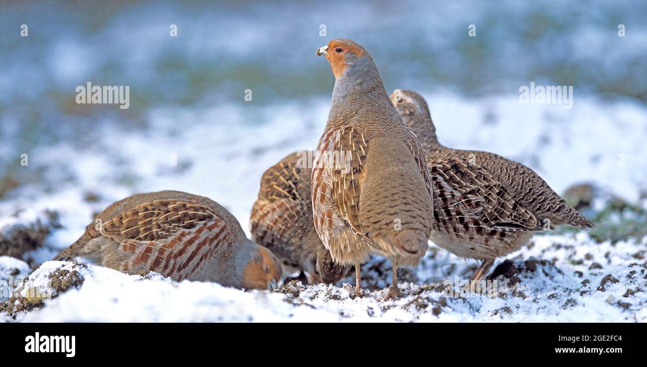 Female partridge hi-res stock photography and images - Alamy