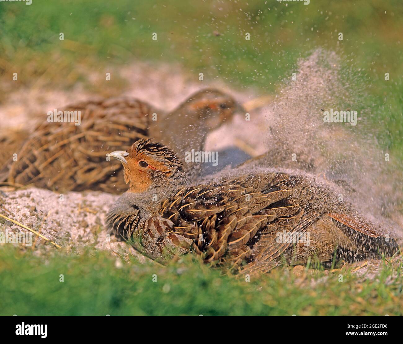 Female partridge hi-res stock photography and images - Alamy