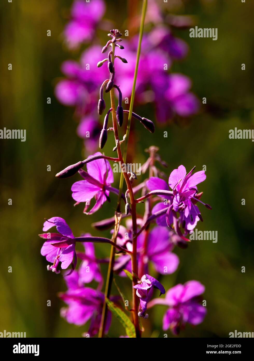 Fireweed, Chamaenerion angustifolium Stock Photo - Alamy