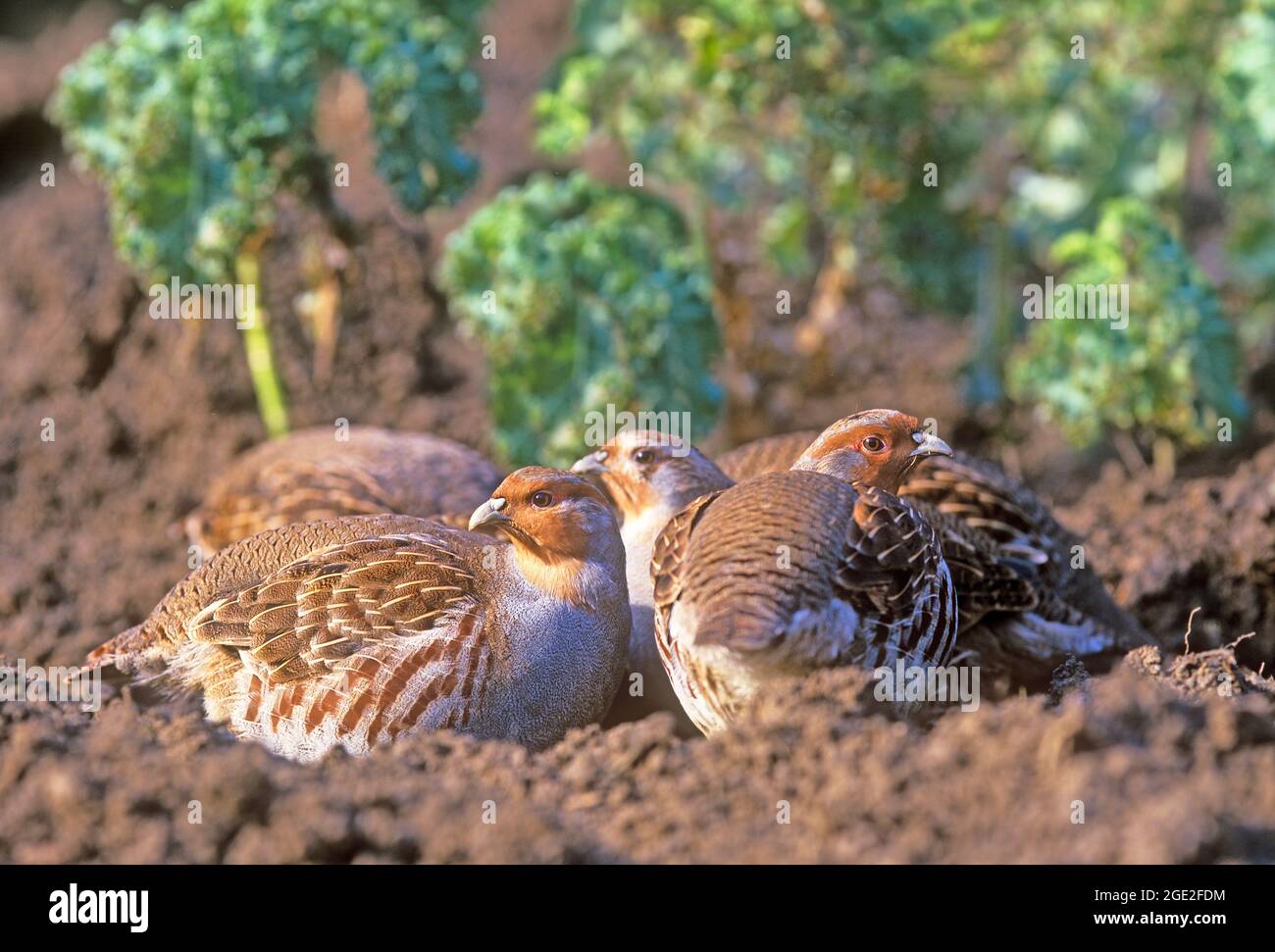 Partridge family hi-res stock photography and images - Alamy