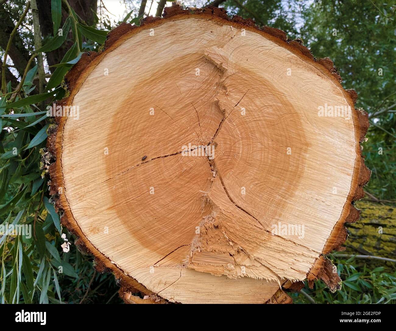 SAWN WILLOW TRUNK Photo: Tony Gale Stock Photo - Alamy