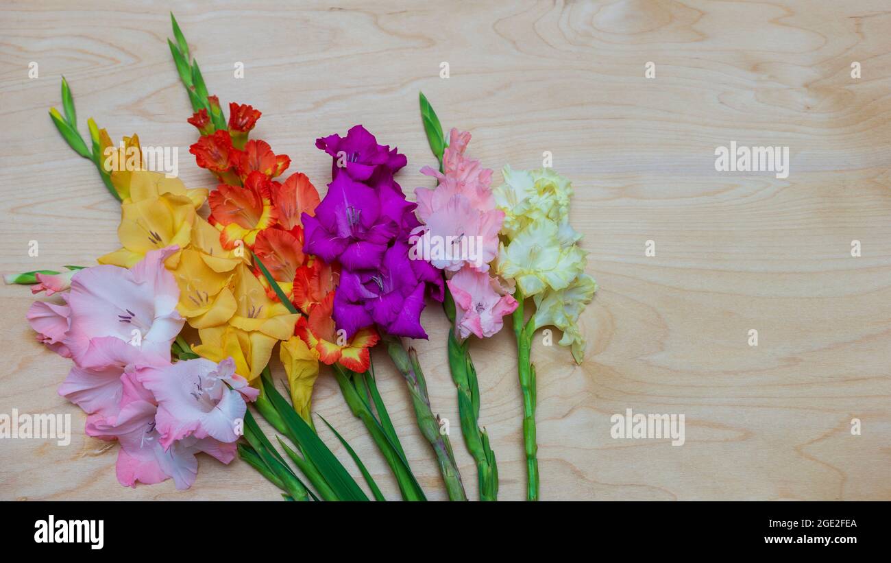 six beautiful gladioli of different colors pink yellow orange red ...